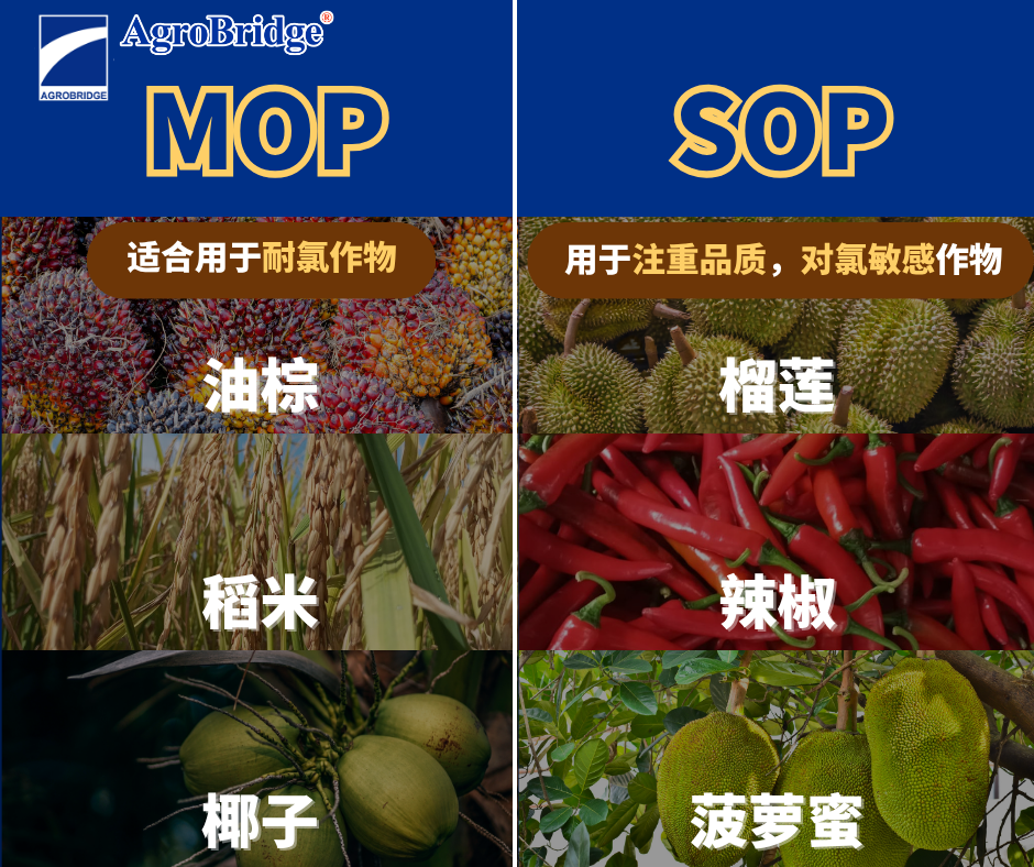 MOP vs SOP: 要选哪个更好？