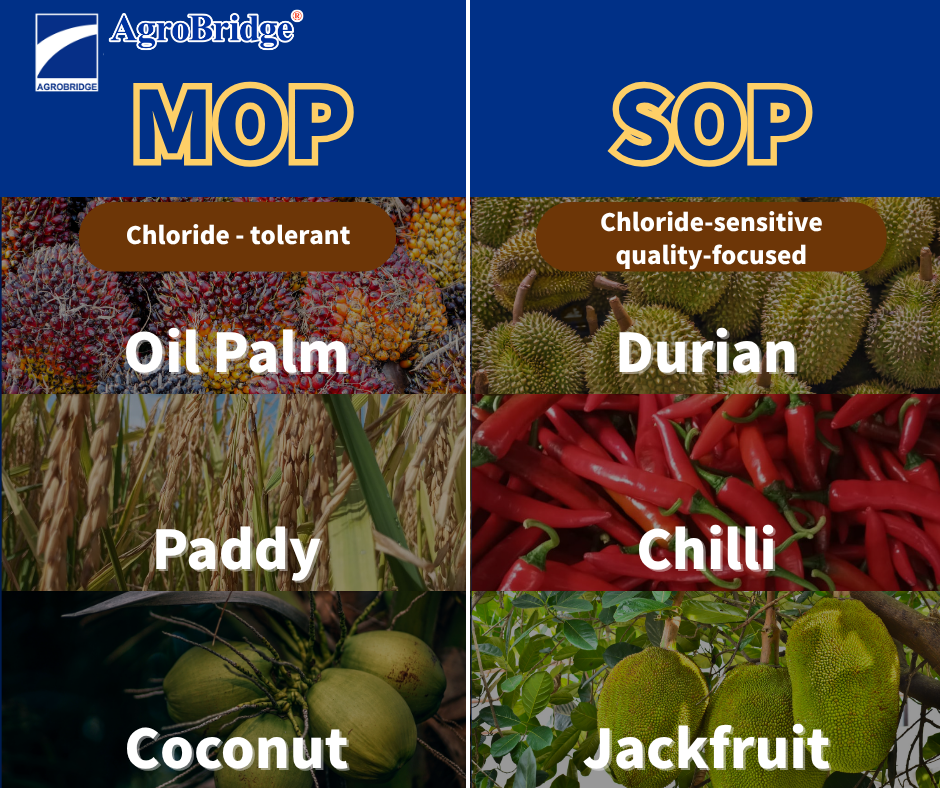 MOP vs SOP: Which is Better?