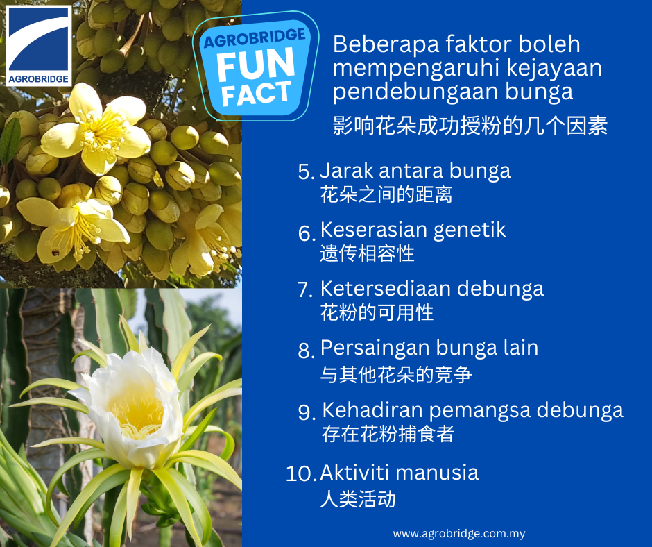 Beberapa faktor boleh mempengaruhi kejayaan pendebungaan bunga