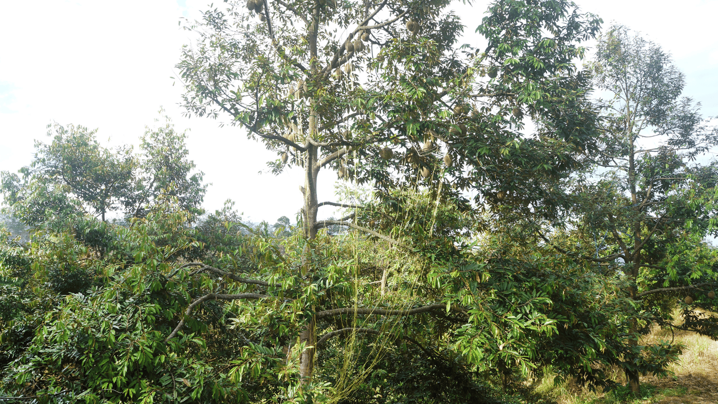 Durians: Focus on Tree Health and Recovery to Secure Next Flowering Season | Agrobridge