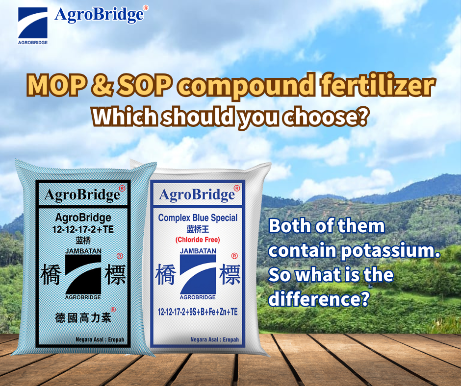 MOP vs SOP: Which is Better?